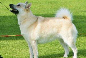 15 Top Dog Breeds with Viking Heritage - Dog Breed Pro