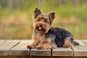 15 Dog Breeds That Steal The Show At Every Dog Competition - Dog Breed Pro