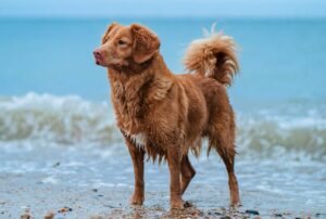 Top 15 Dog Breeds That Thrive In Coastal Regions - Dog Breed Pro