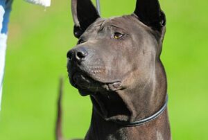 15 Rare and Intriguing Facts About the Thai Ridgeback - Dog Breed Pro