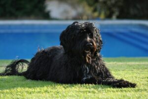 Top 15 Dog Breeds That Thrive In Coastal Regions - Dog Breed Pro