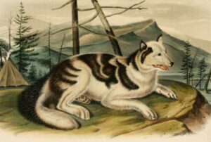 15 Different Cultures that Honor Dogs as Sacred Beings - Dog Breed Pro