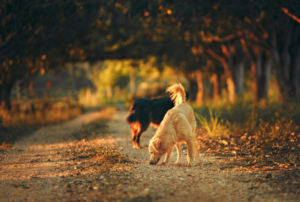 15 Ways to Prepare for Your Dog's First Mating Experience - Dog Breed Pro