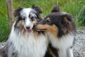 15 Ways to Prepare for Your Dog's First Mating Experience - Dog Breed Pro