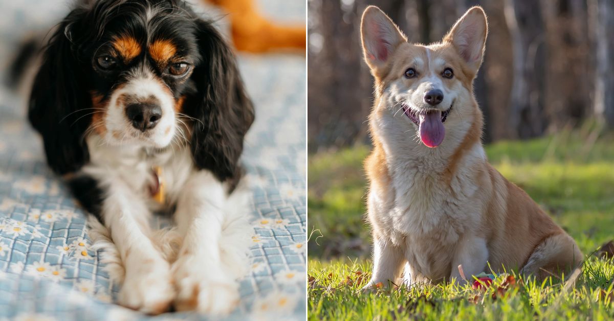 15 Dog Breeds That Have Graced Royal Courts - Dog Breed Pro