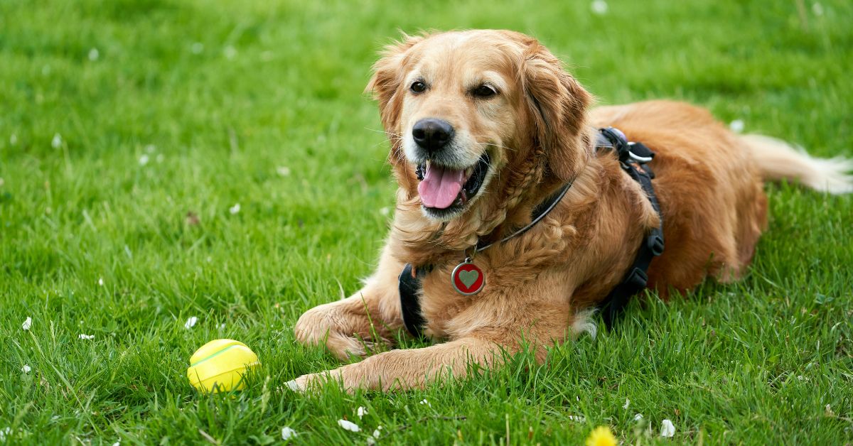 15 Dog Breeds That Rule Every Playdate - Dog Breed Pro