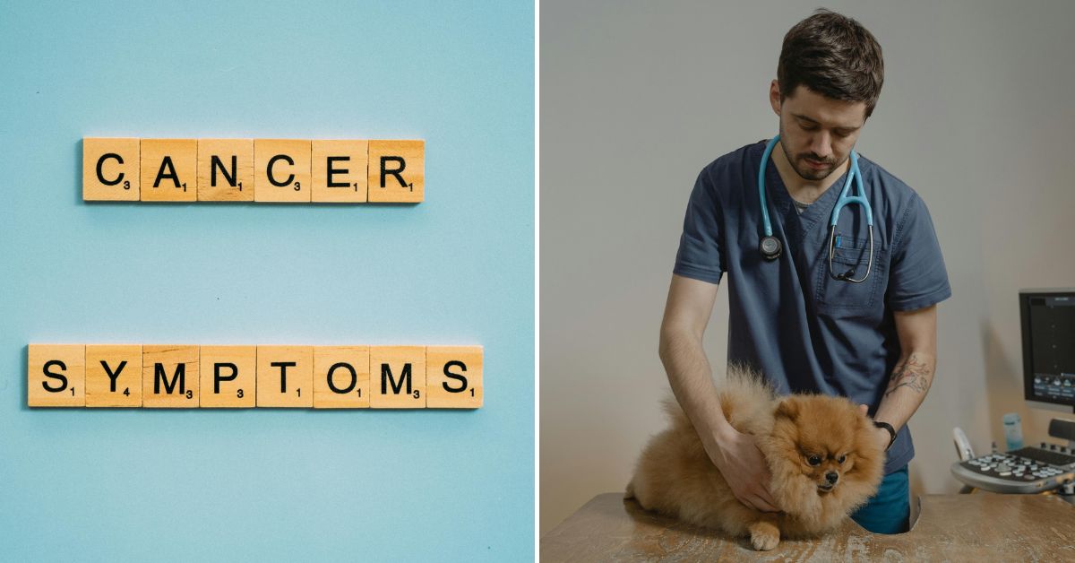 15 Cancers Common in Dogs and the Breeds Most at Risk - Dog Breed Pro