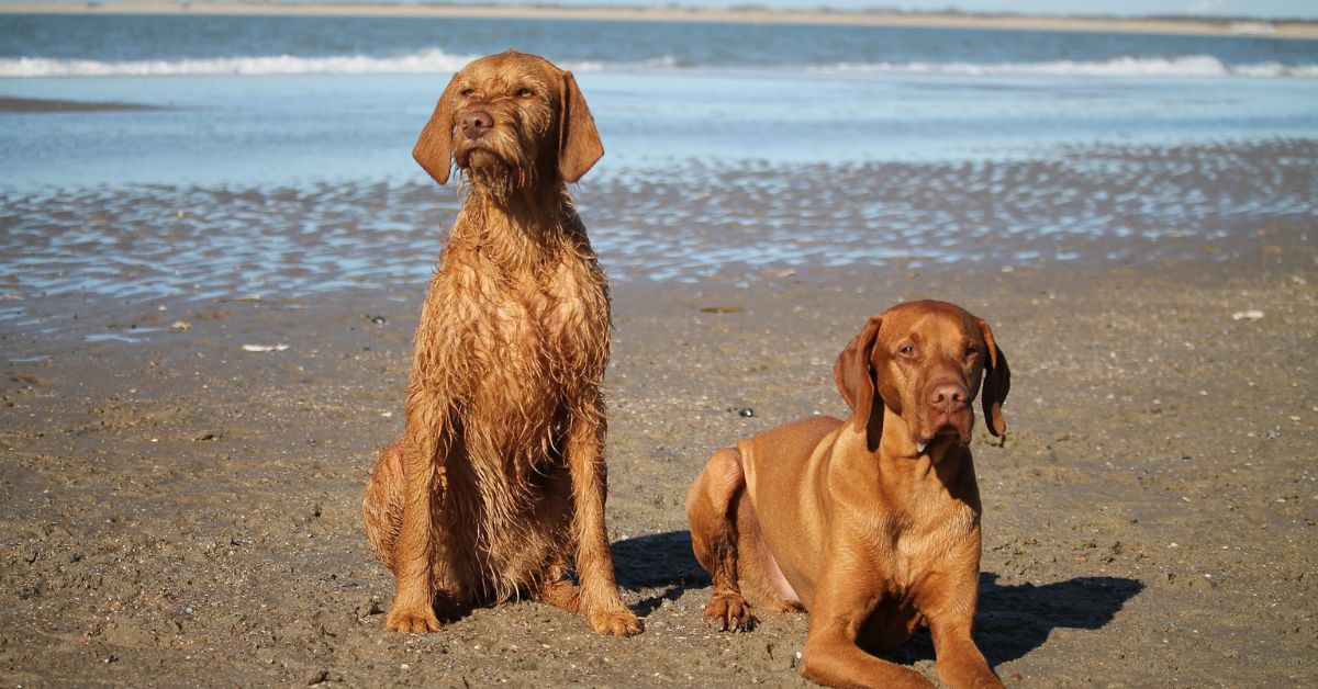 Top 15 Dog Breeds That Excel At Water Rescue - Dog Breed Pro