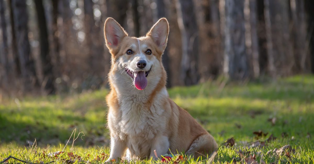 15 Dog Breeds With Surprising Genetic Variations - Dog Breed Pro