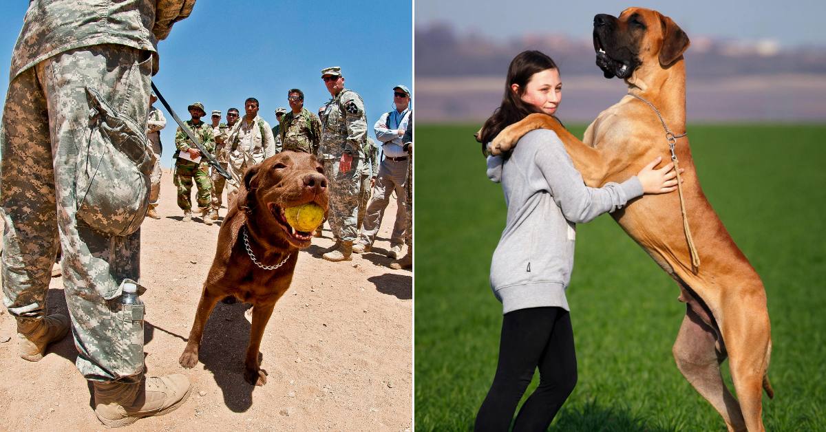 15 Dog Breeds Shaped by Human Interaction - Dog Breed Pro