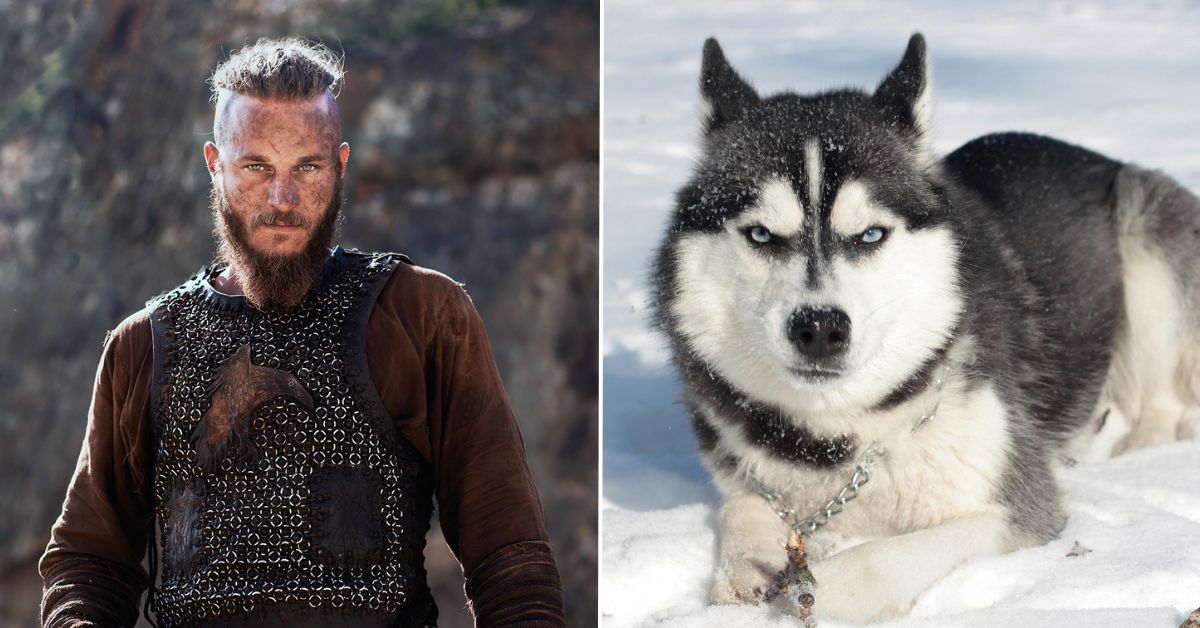 15 Top Dog Breeds with Viking Heritage - Dog Breed Pro