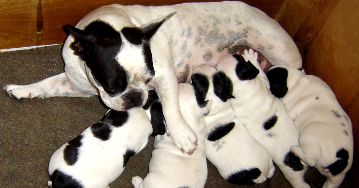 Why Does Timing in Dog Breeding Matter? - Dog Breed Pro