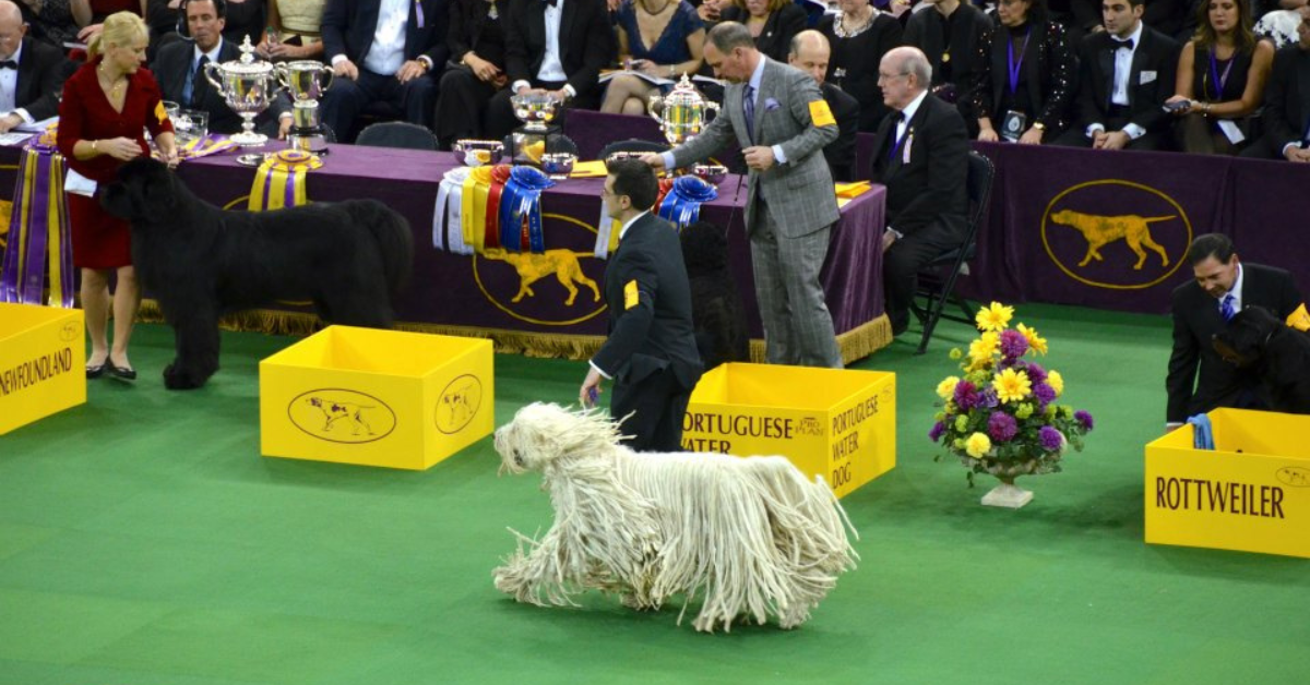 15 Dog Shows to Attend with Your Pup Across the U.S. - Dog Breed Pro