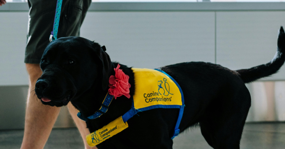 15 Dog Breeds That Excel in Therapy Work - Dog Breed Pro