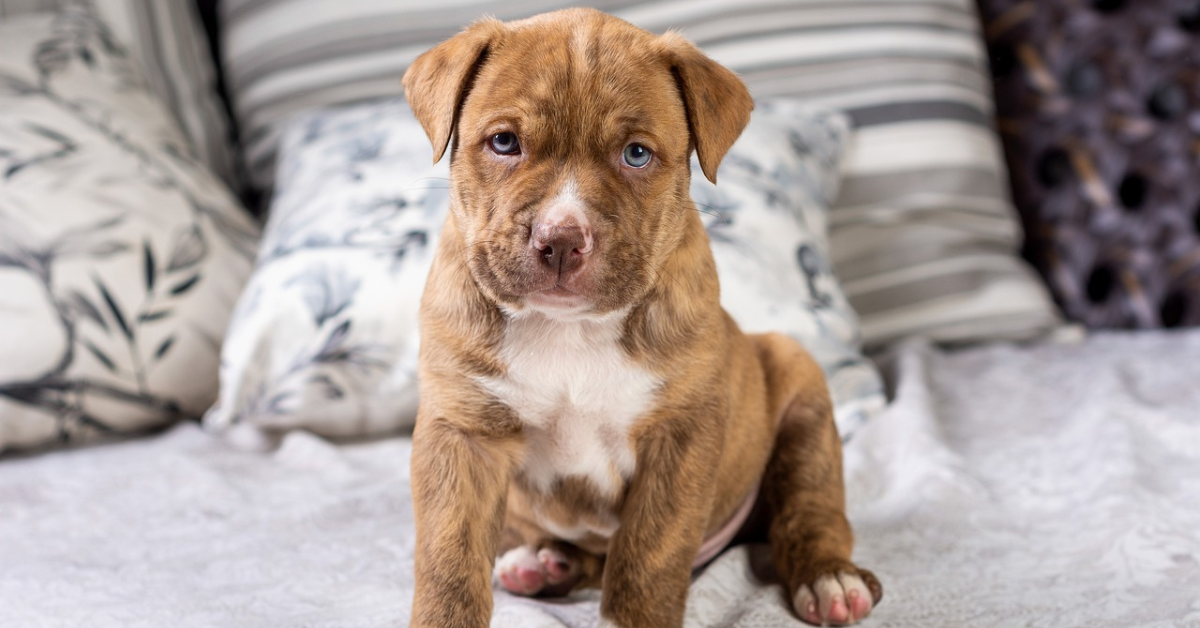 15 Heartwarming Photos And Facts About Pit Bull Puppies - Dog Breed Pro