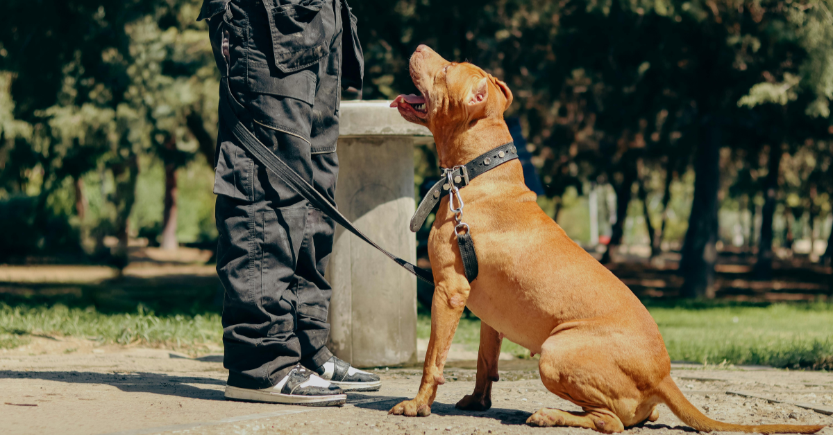 15 Dog Breeds Recognized For Their Aggressive Nature - Dog Breed Pro