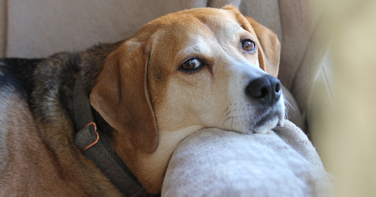 Not Sure If Your Dog Is Ready To Mate? Here Are 15 Signs To Check - Dog ...