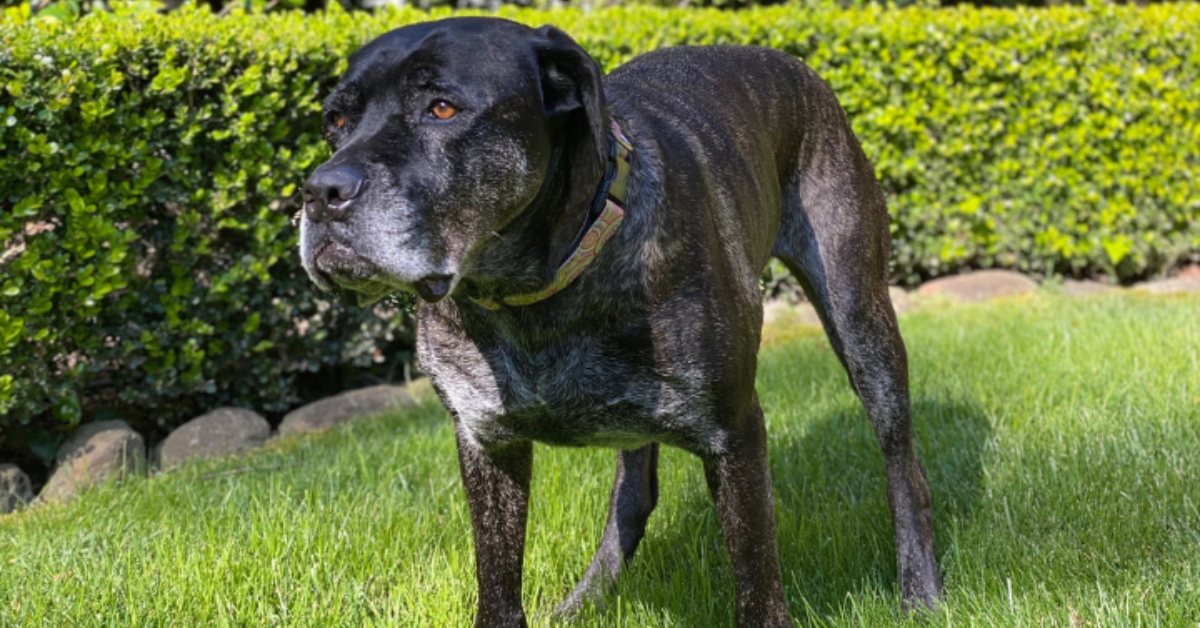 15 Dog Breeds That Intimidate On Sight - Dog Breed Pro