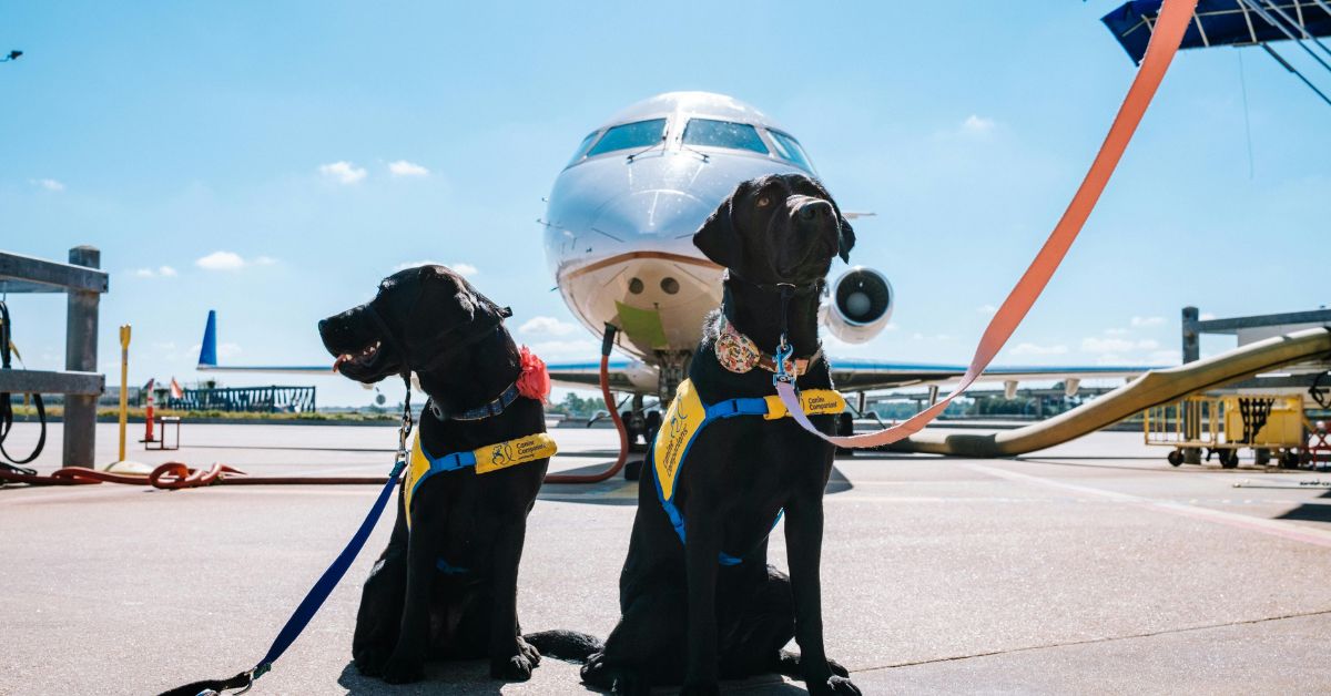 15 Pawsome Tips For Jet-Setting With Your Dog - Dog Breed Pro