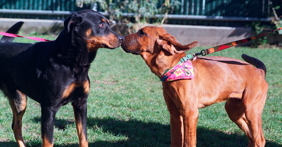 12 Ways Pheromones Influence Dog Mating Rituals - Dog Breed Pro