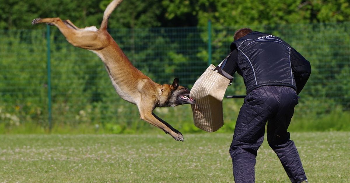 15 Proven Strategies Trainers Rely On To Ease Aggressive Dogs - Dog ...