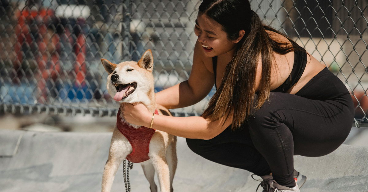 A Guide to Buying the Perfect Dog Harness - Dog Breed Pro