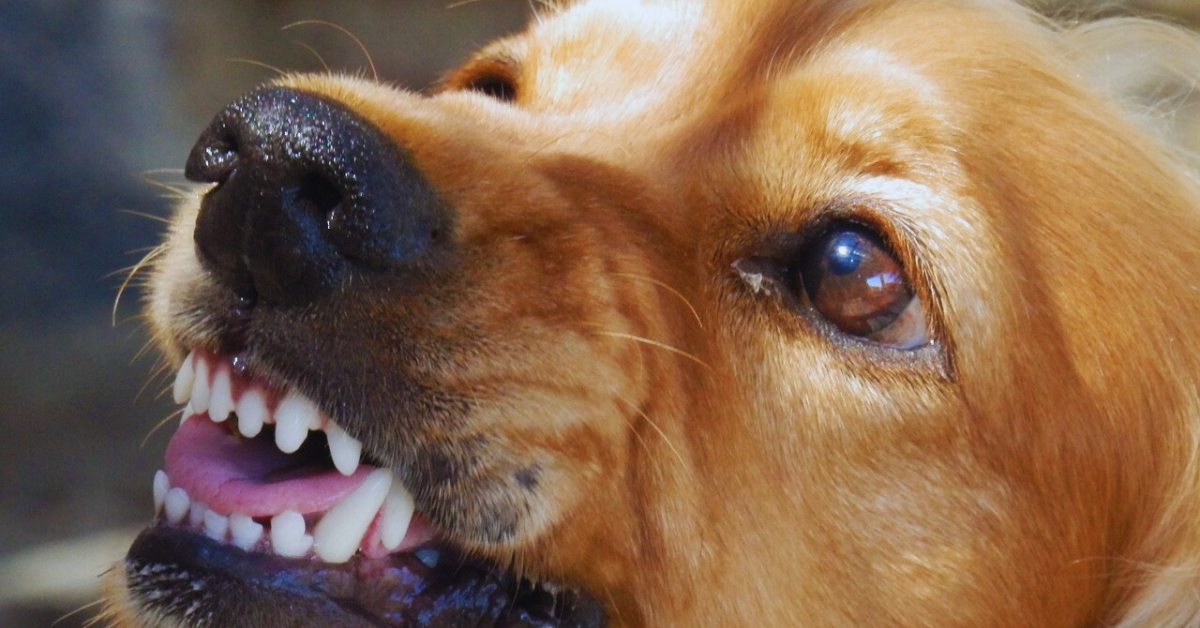 How To Address Aggression in Male Dogs During Mating Season - Dog Breed Pro