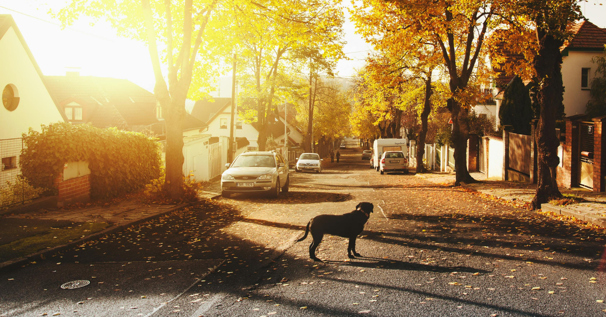 15 Popular Dog Breeds In Suburban Neighborhoods - Dog Breed Pro