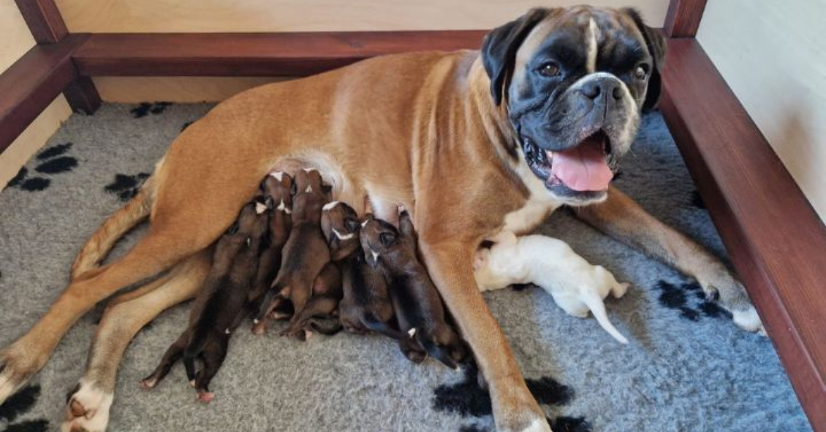 15 Care Tips for Your Dog After She Gives Birth - Dog Breed Pro