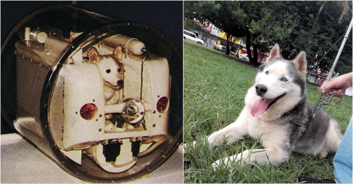 15 Dog Breeds That Revolutionized Science - Dog Breed Pro