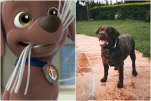 Meet the Real-Life Dog Breeds Behind Your Favorite Paw Patrol ...