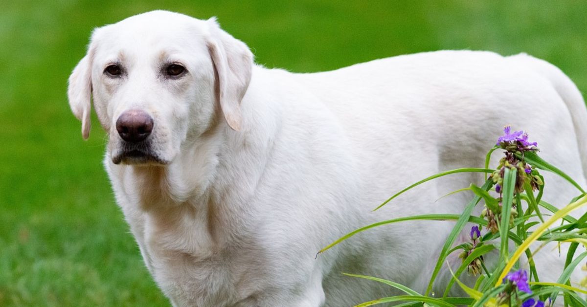 15 Dog Breeds That Are Prone To Obesity - Dog Breed Pro