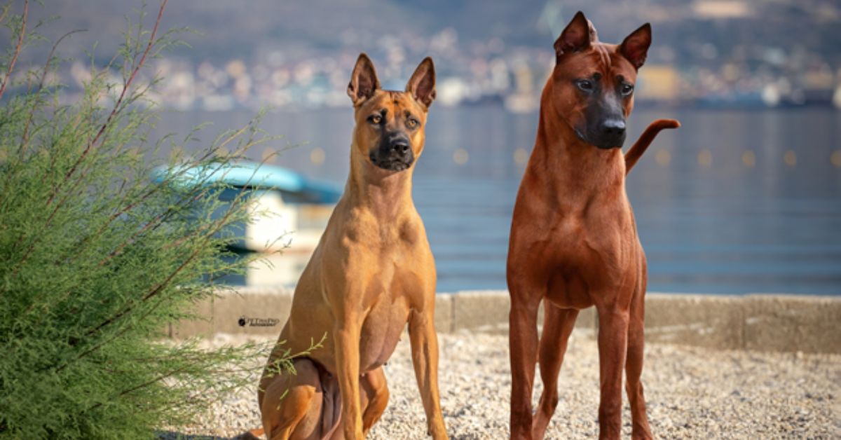15 Rare and Intriguing Facts About the Thai Ridgeback - Dog Breed Pro