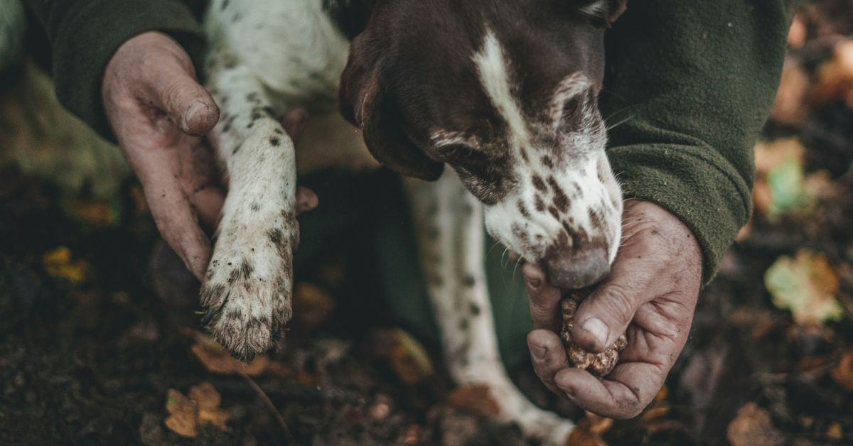 15 Dogs with a Talent for Truffle Hunting - Dog Breed Pro