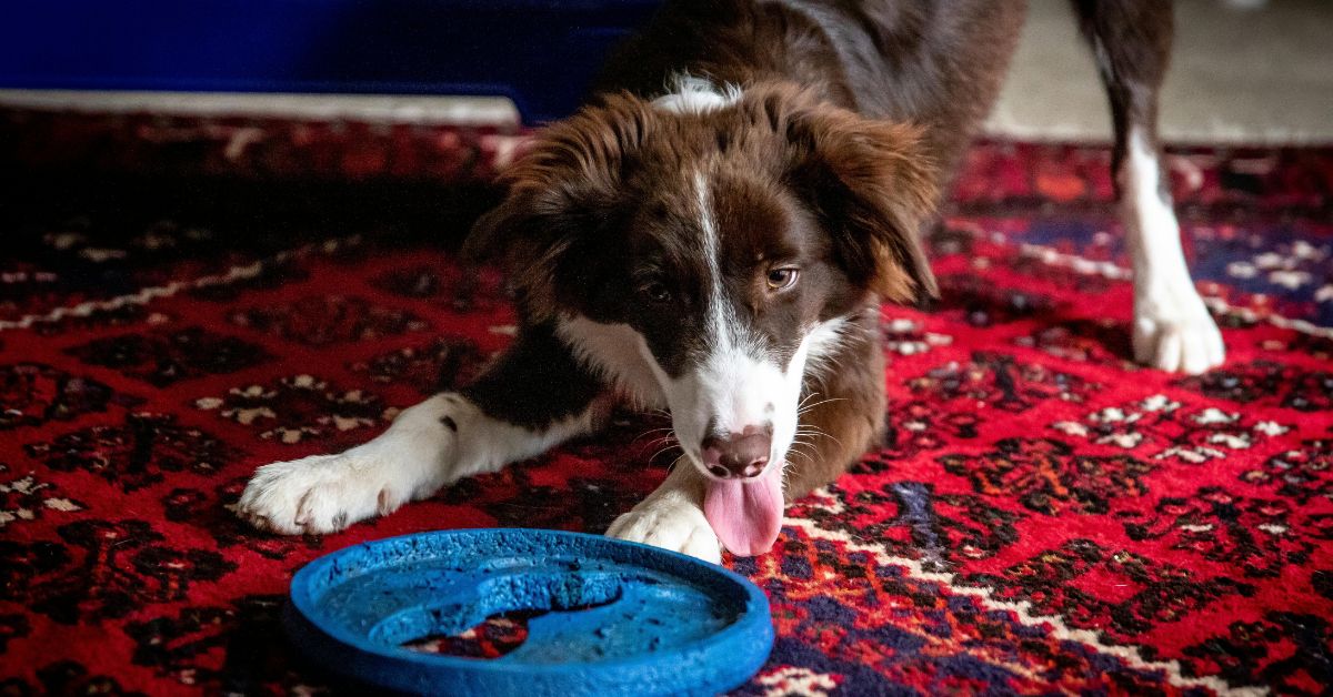 15 Discreet Threats To Your Dog Lurking In Your House - Dog Breed Pro