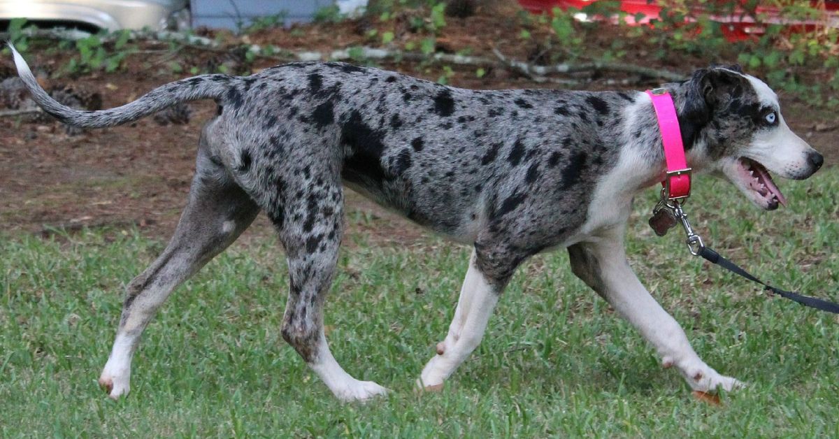 15 Fascinating Facts About the Catahoula Leopard Dog - Dog Breed Pro
