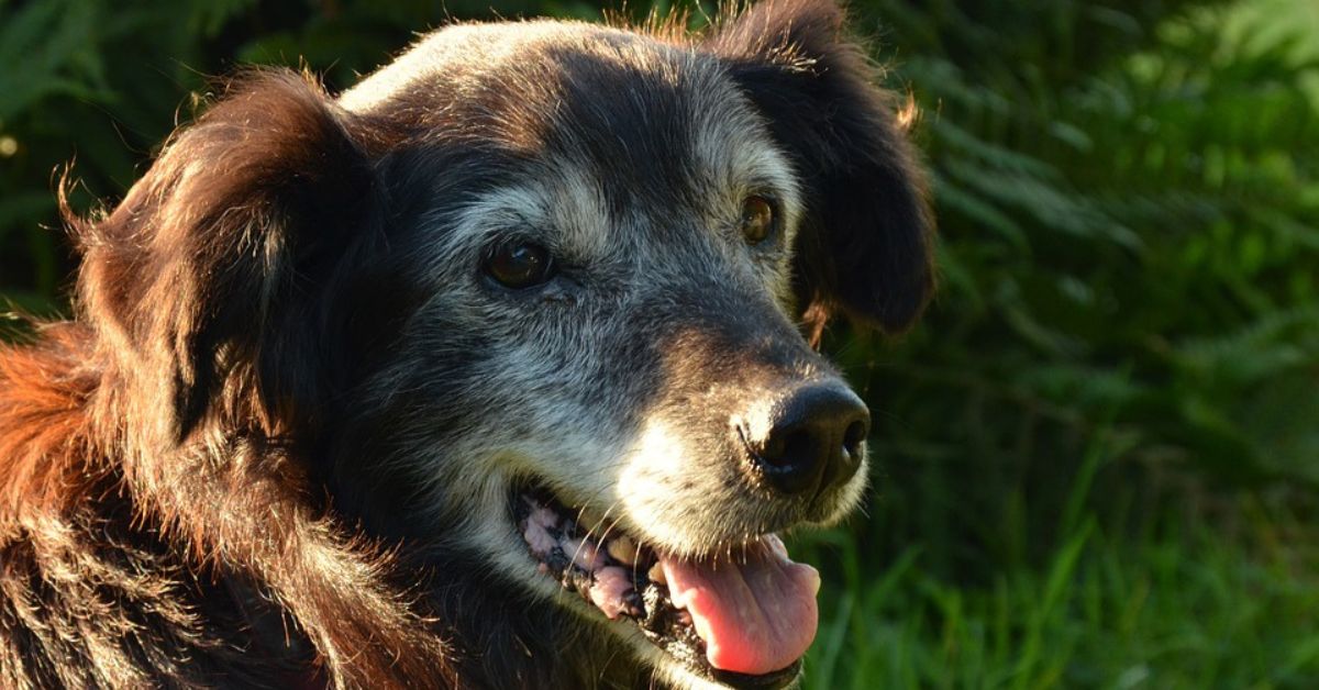 Understanding Your Pet's Aging Process and Caring for Them in Their ...