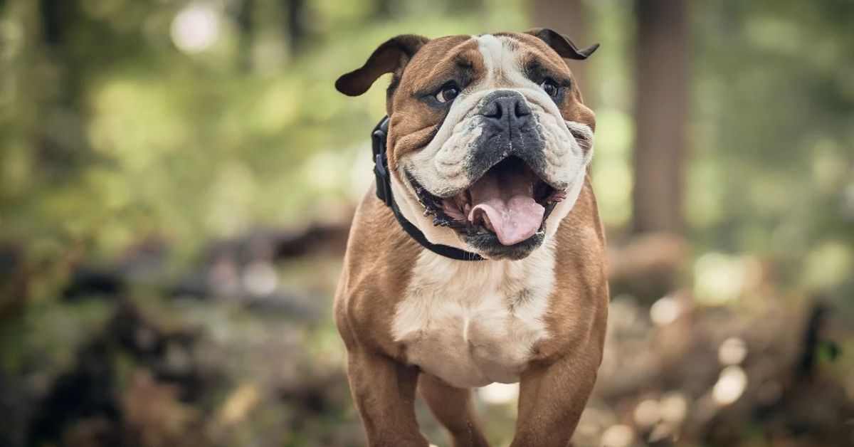 15 Canines Sporting Natural Wrinkles - Dog Breed Pro