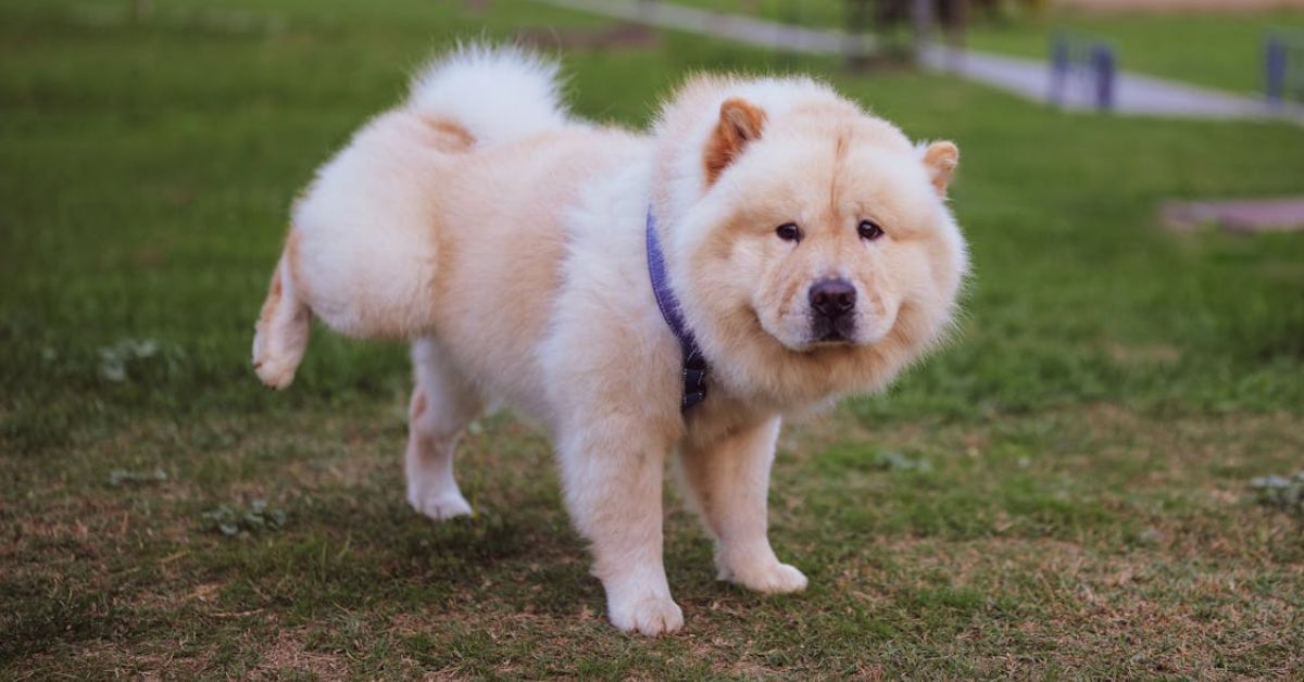 15 Dog Breeds That Are Toughest to Potty Train - Dog Breed Pro