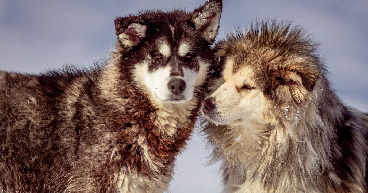 Canine Compatibility: Understanding Why Some Dogs Struggle to Mate ...