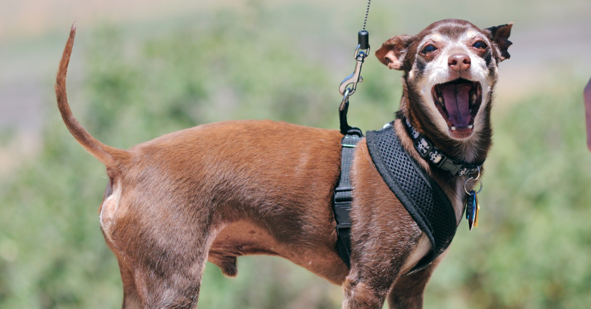 13 Dog Breeds With The Most Distinctive Sounds - Dog Breed Pro