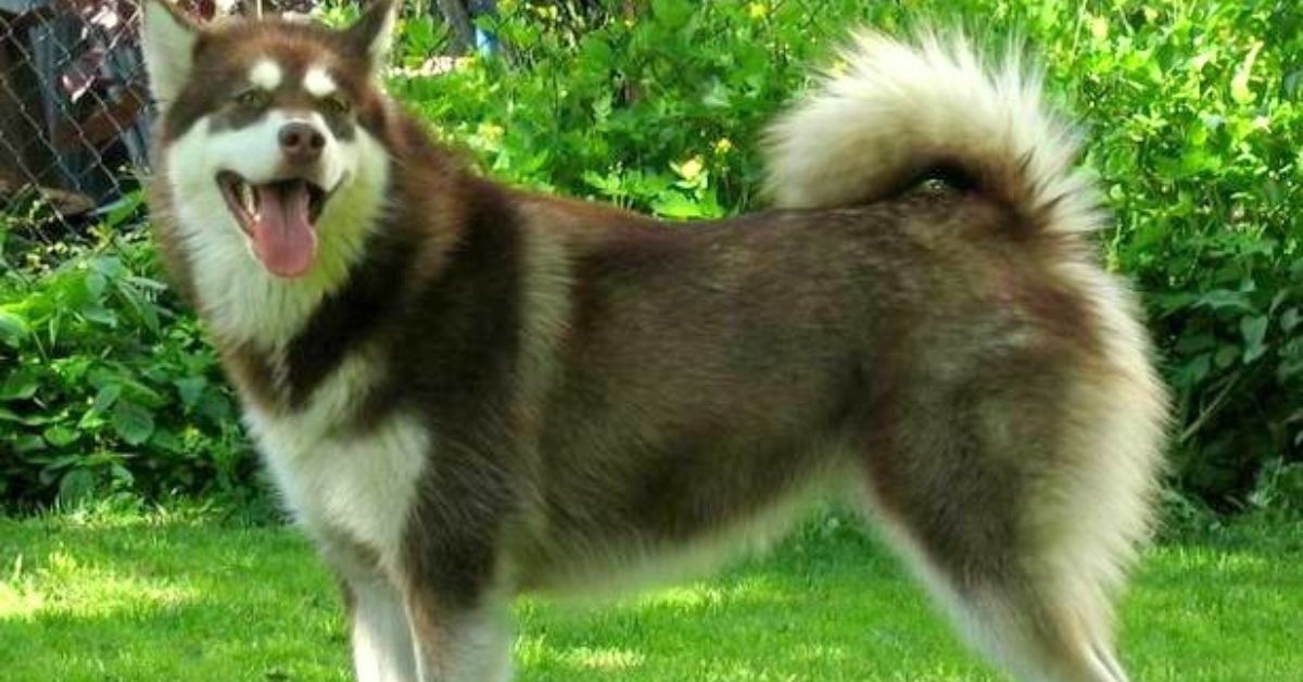 14 High-Energy Dogs That Thrive on Extra Protein - Dog Breed Pro