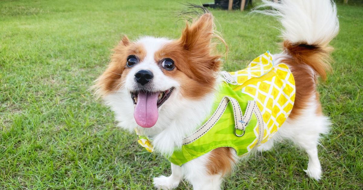 15 Dog Breeds That Take Drama to the Next Level - Dog Breed Pro