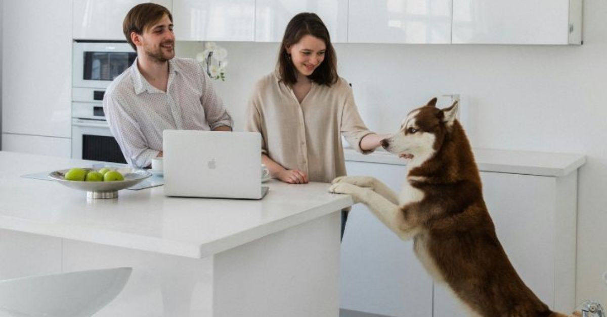 15 Big Dog Breeds To Enliven Your Large House - Dog Breed Pro