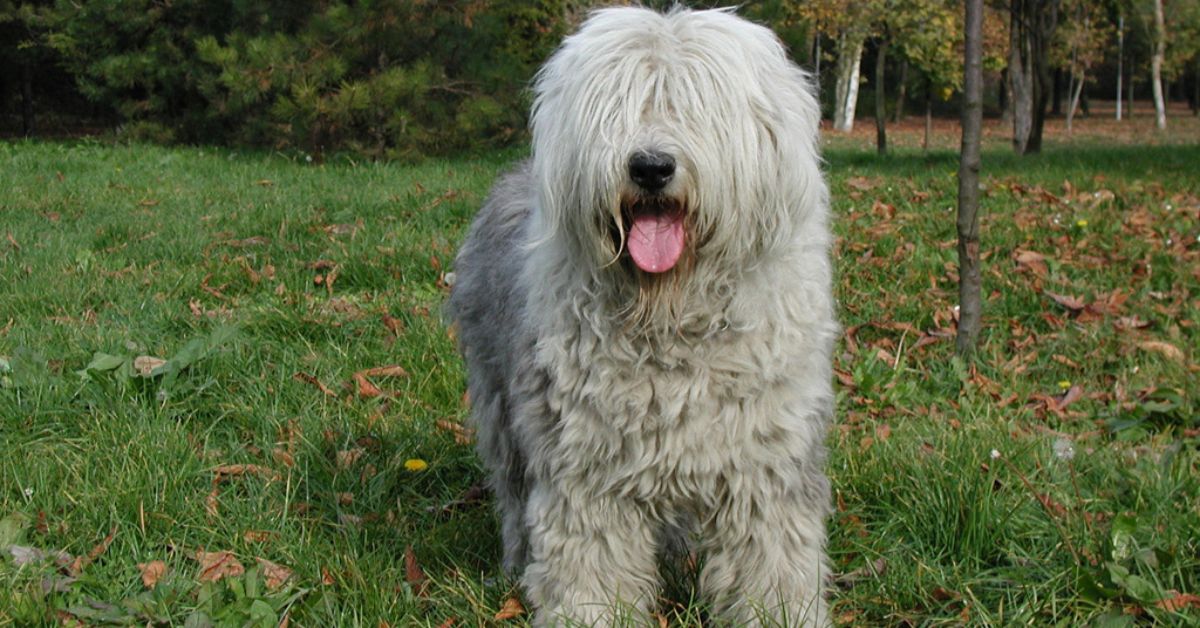 15 Canine Beauties with Long Lush Hair - Dog Breed Pro