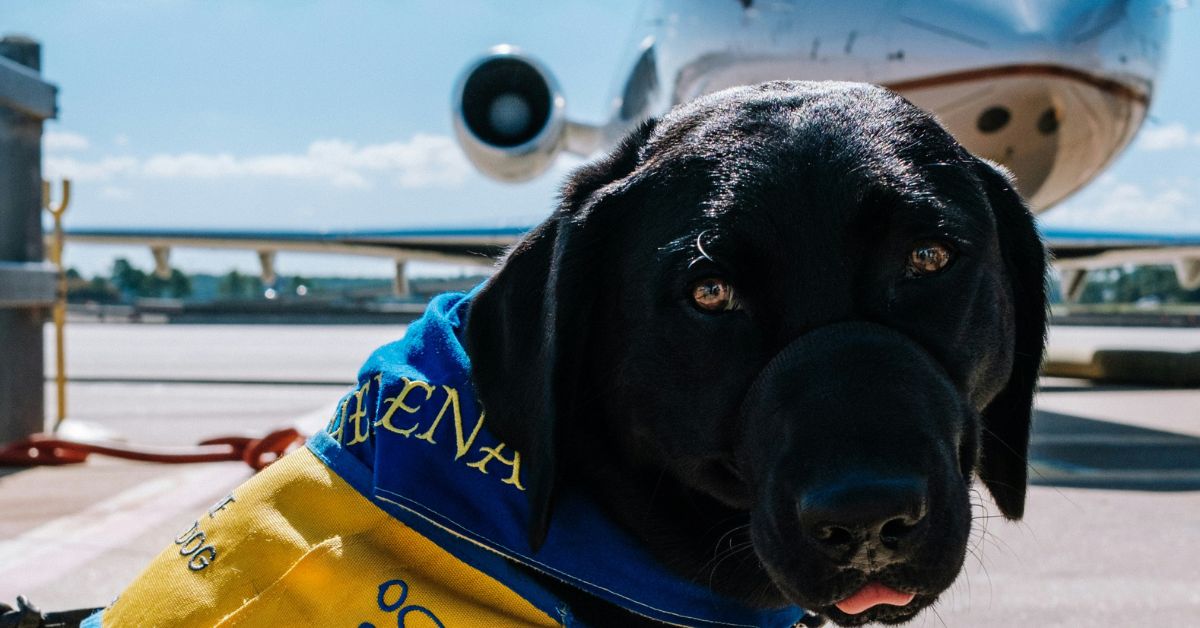 15 Cargo Bay Transporting Tips For Your Pooch - Dog Breed Pro