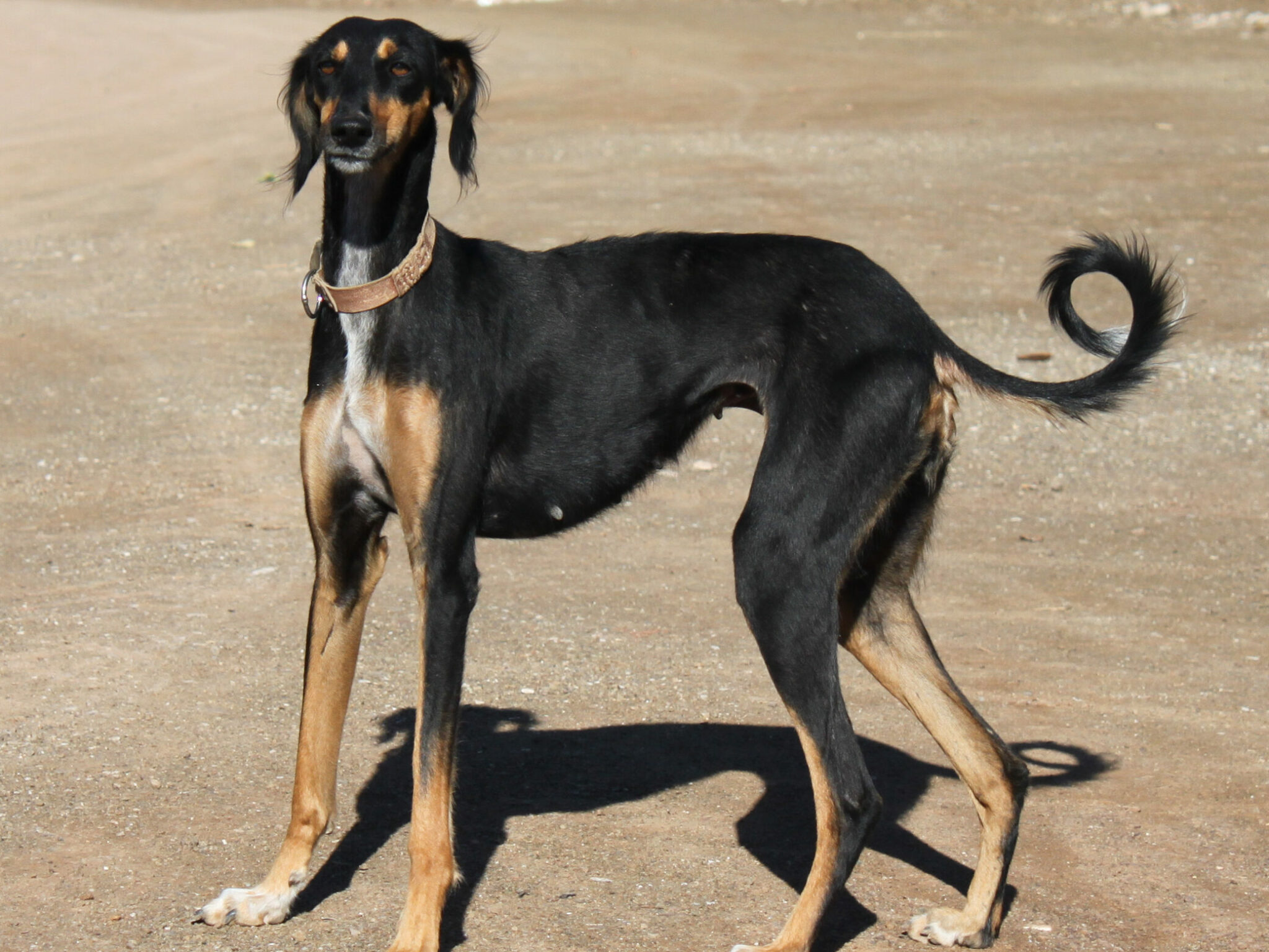 30 Dog Breeds That Can Be Difficult to Train - Dog Breed Pro