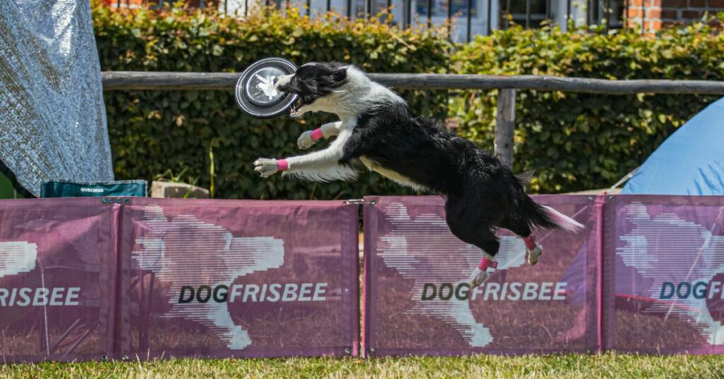 10 Low-Energy Dog Breeds That Are Perfect For Seniors - Dog Breed Pro