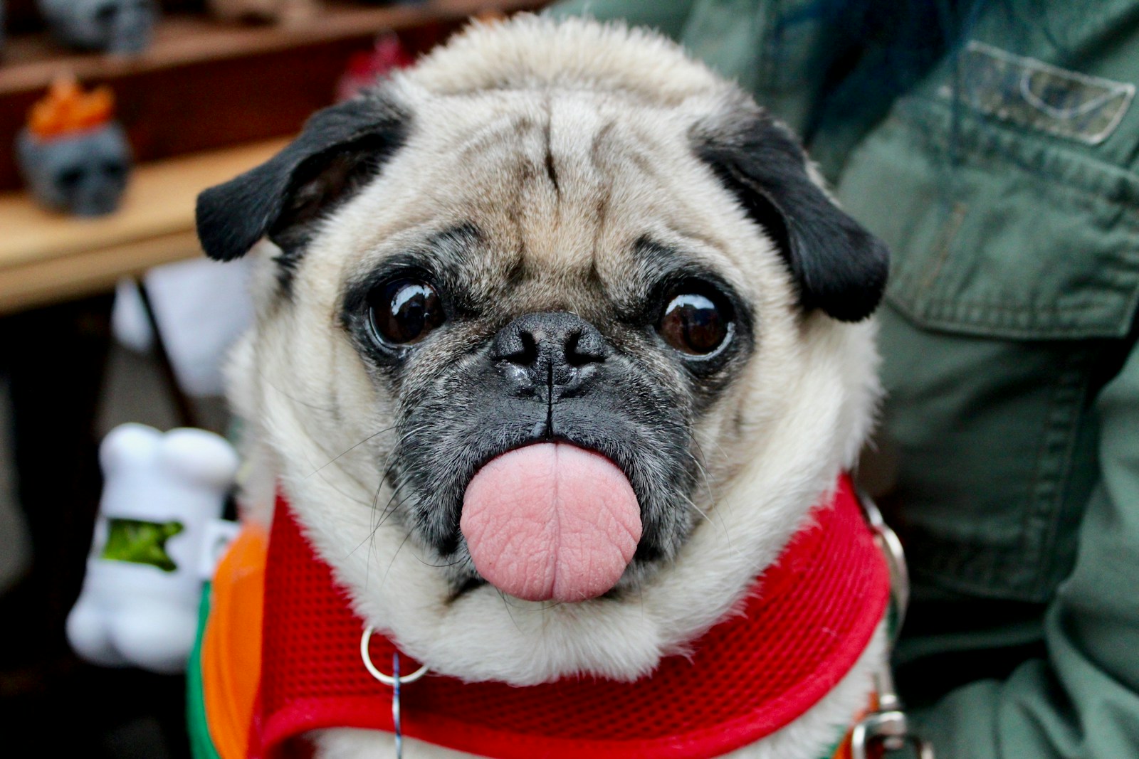 Top 15 Smelliest Dog Breeds - Dog Breed Pro