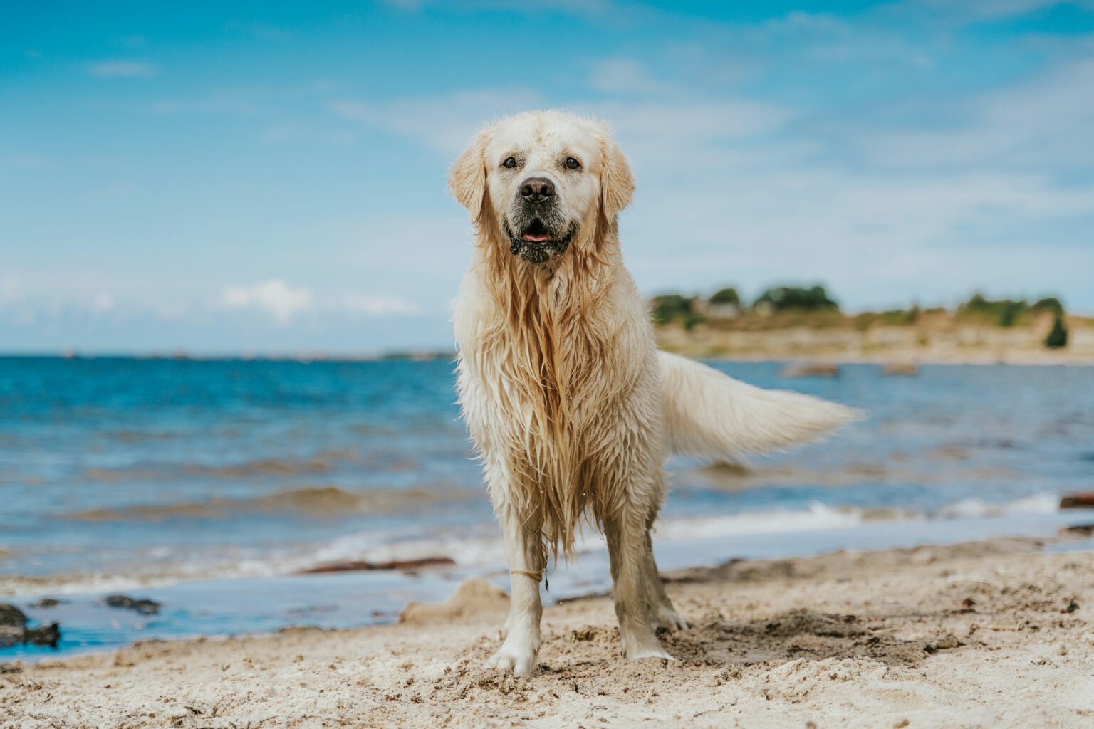 Top 15 Dog Breeds That Thrive In Coastal Regions - Dog Breed Pro